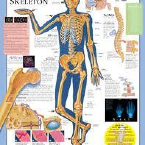 Health Educational Charts at Best Prices in New Delhi